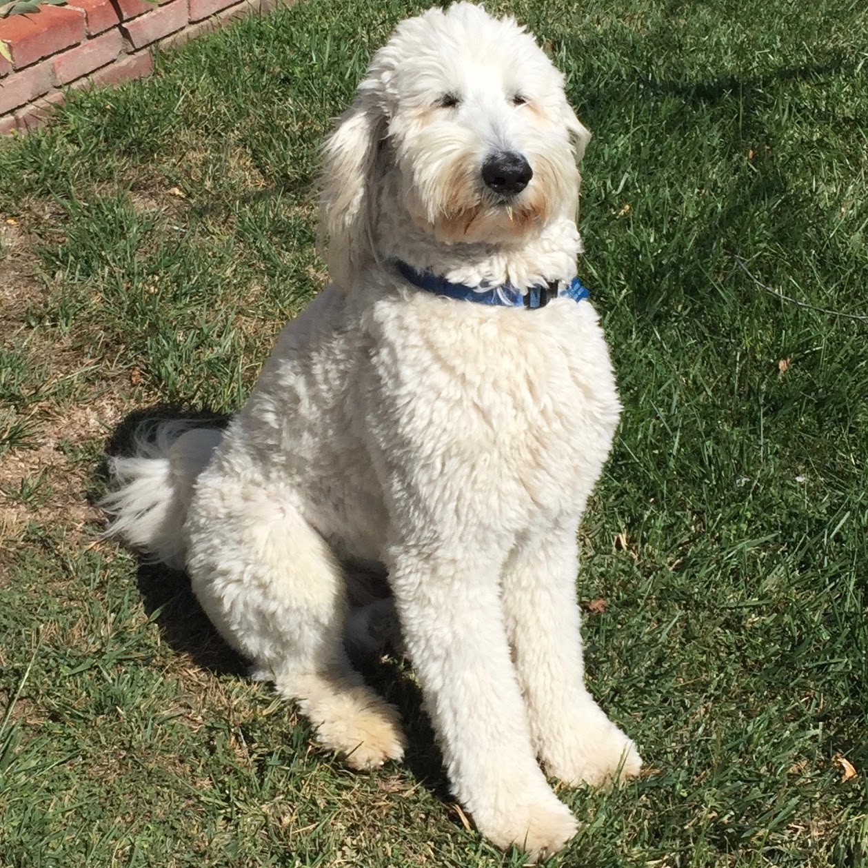 Coastland Goldendoodles
